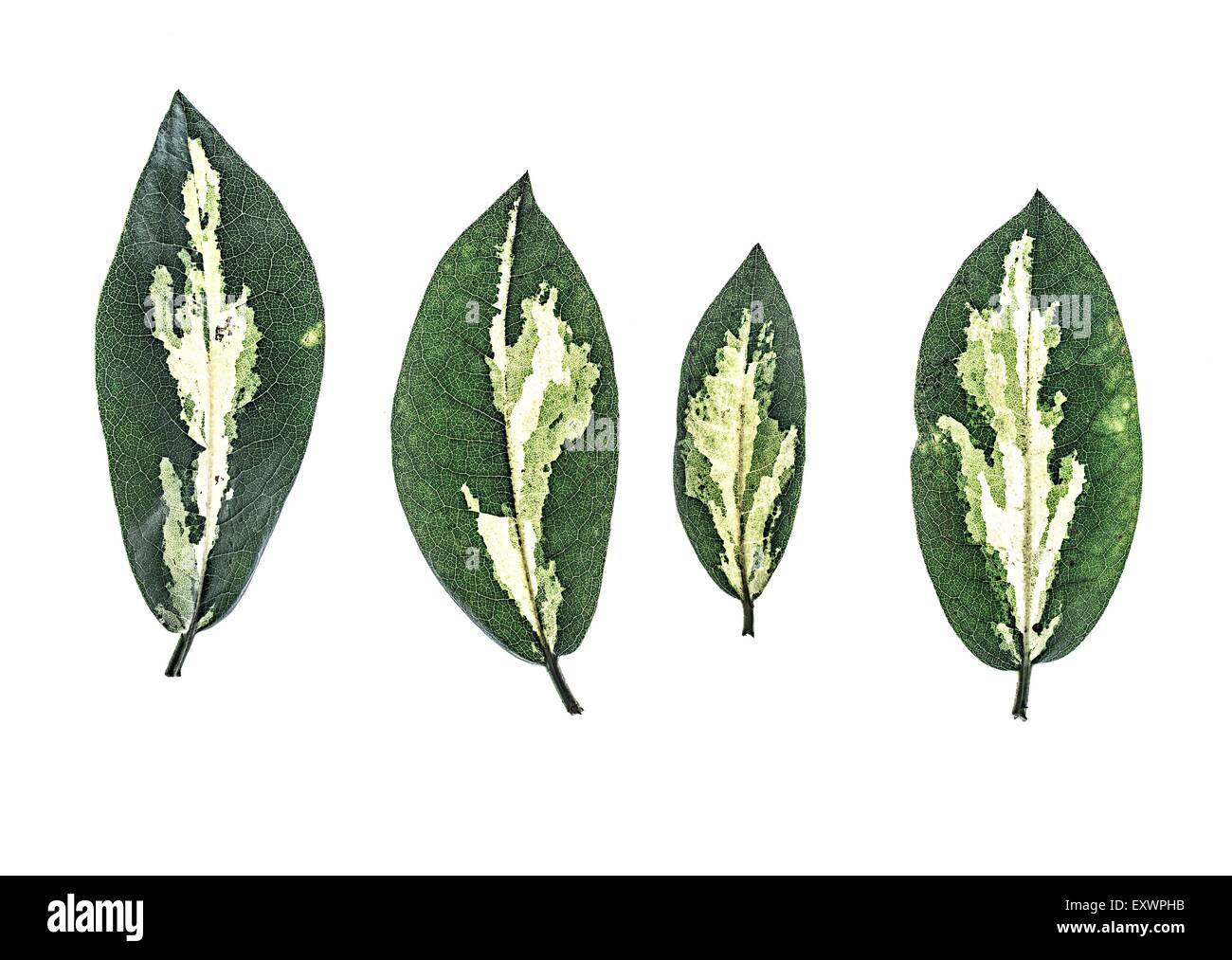 Rhododendron blanc Banque d'images détourées - Alamy