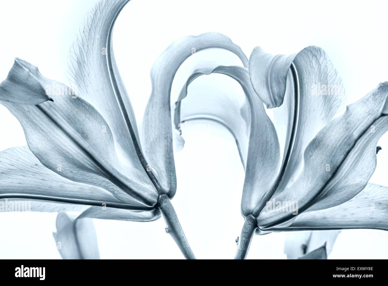 Lys blanc de casablanca Banque de photographies et d’images à haute résolution - Alamy