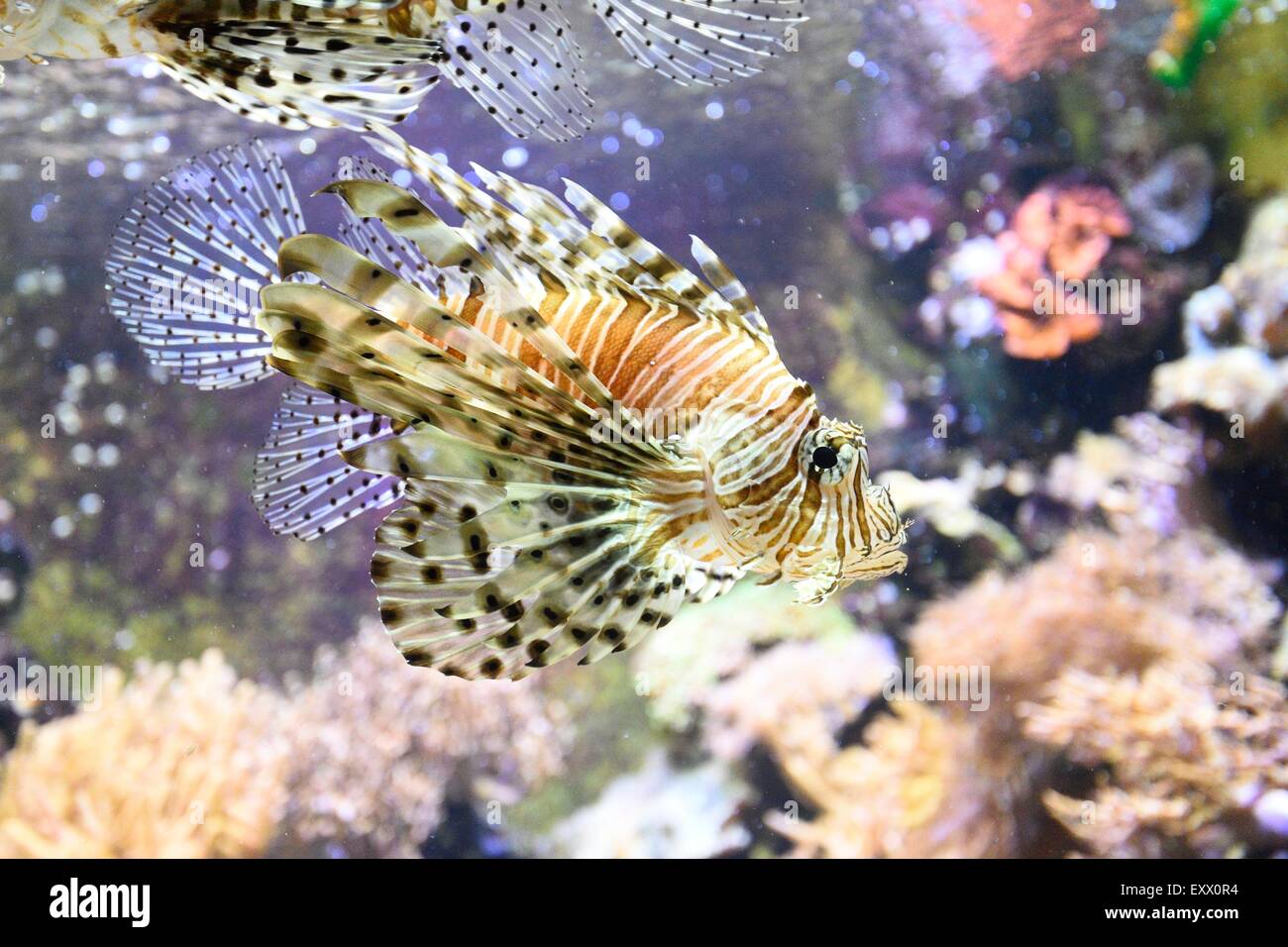 Lionfish rouge Banque de photographies et d’images à haute résolution ...