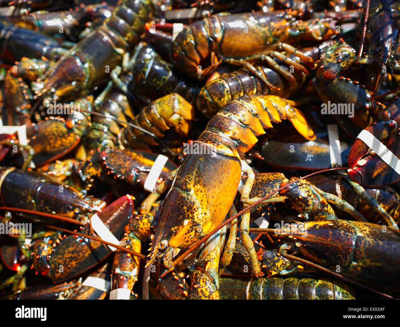 Homards frais Banque de photographies et d’images à haute résolution ...