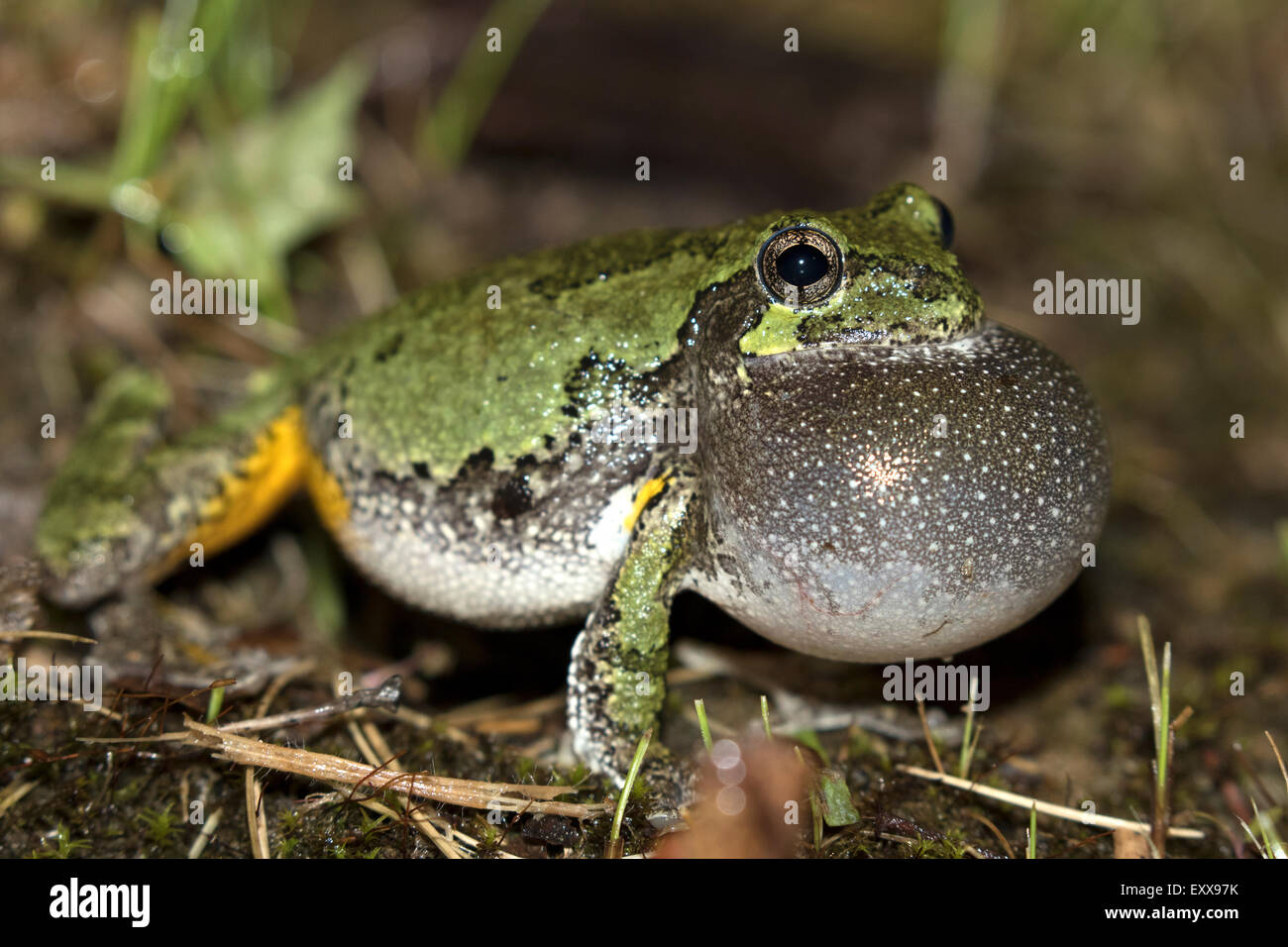 La rainette versicolore (Hyla versicolor) , New York, homme appelant ...