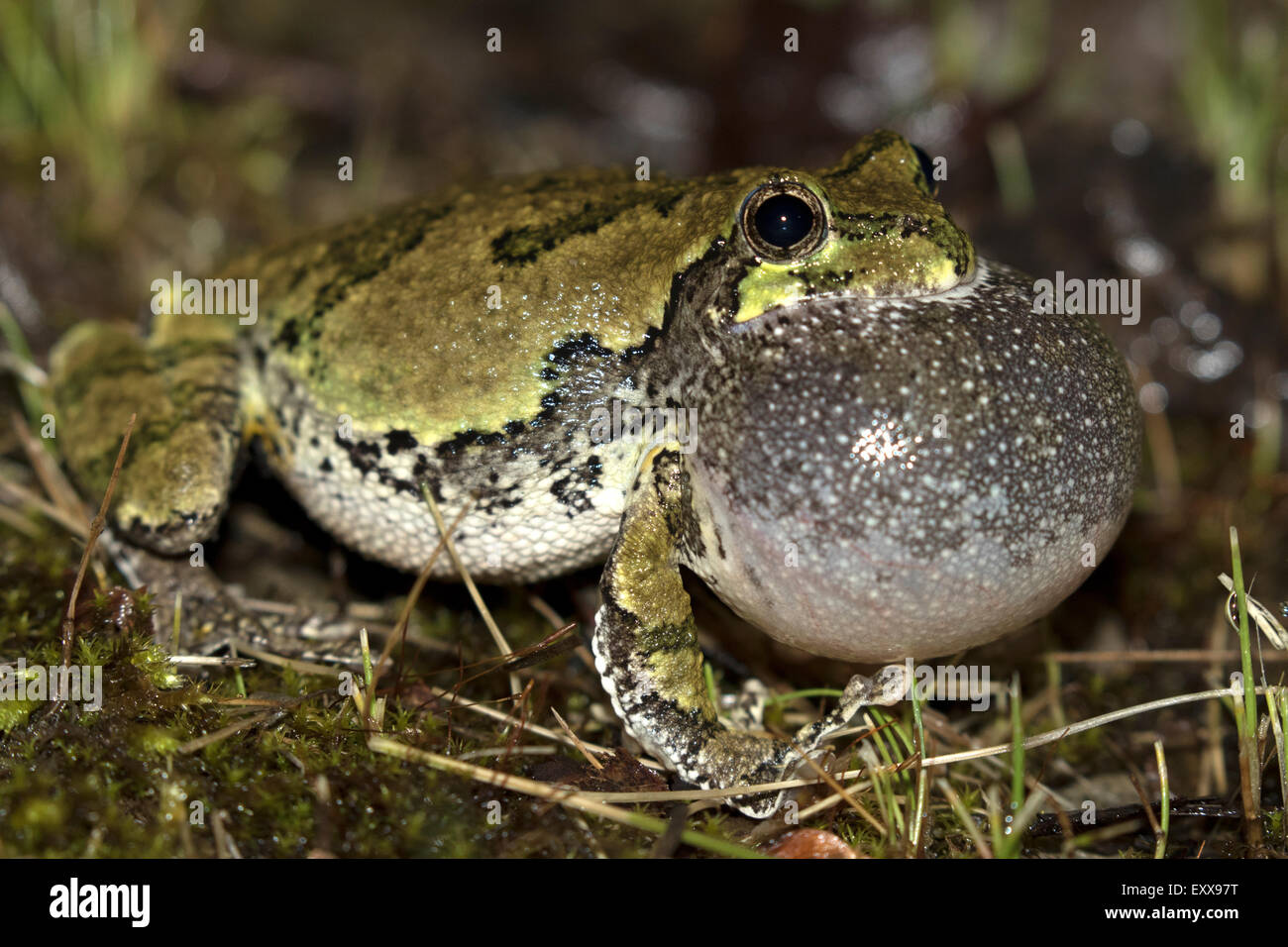 La rainette versicolore (Hyla versicolor) , New York, homme appelant ...