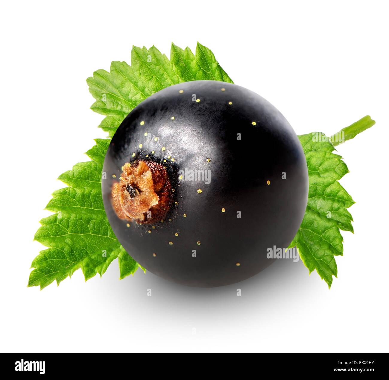 Cassis isolé Banque de photographies et d’images à haute résolution - Alamy