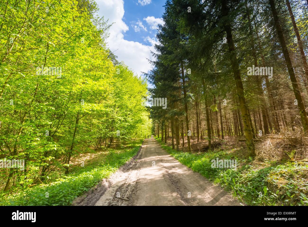 Très beau paysage de forêt au printemps. La forêt naturelle d'Europe ...