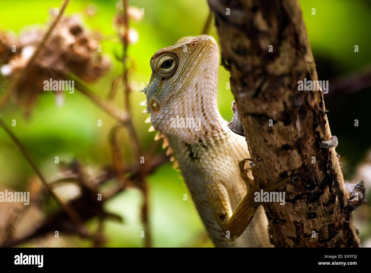 Oriental garden lizard india Banque de photographies et d’images à ...