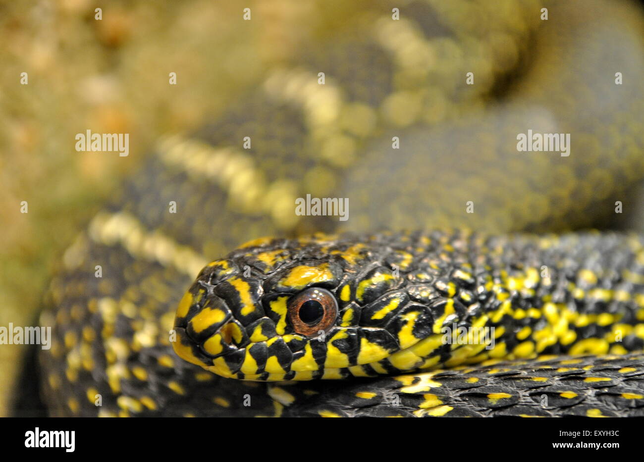 Venant vers Banque de photographies et d’images à haute résolution - Alamy