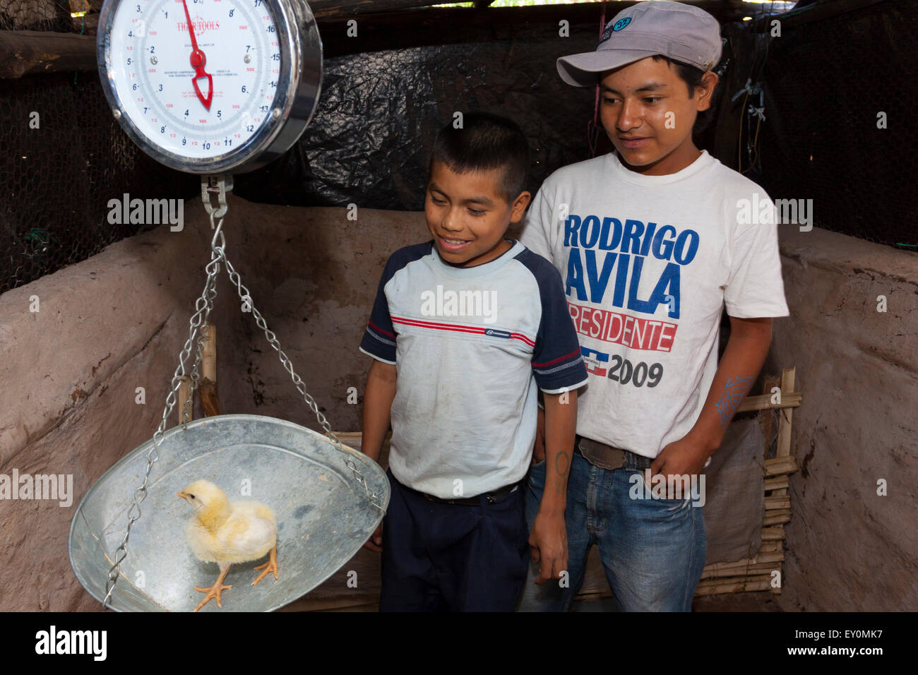 Les enfants pesant un poussin, Cusmapa, Nicaragua Photo Stock - Alamy