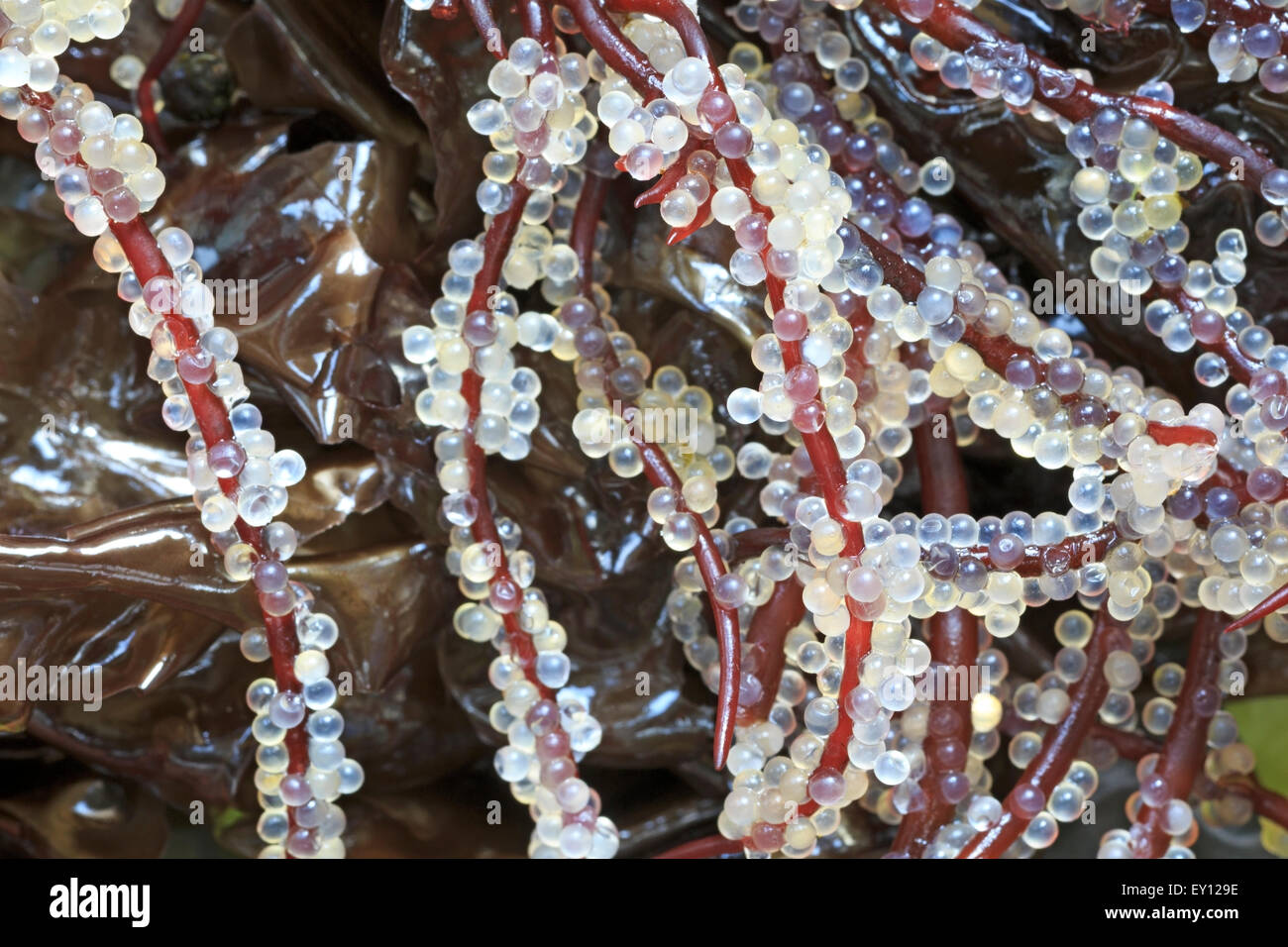 Hareng rouge Banque de photographies et d’images à haute résolution - Alamy