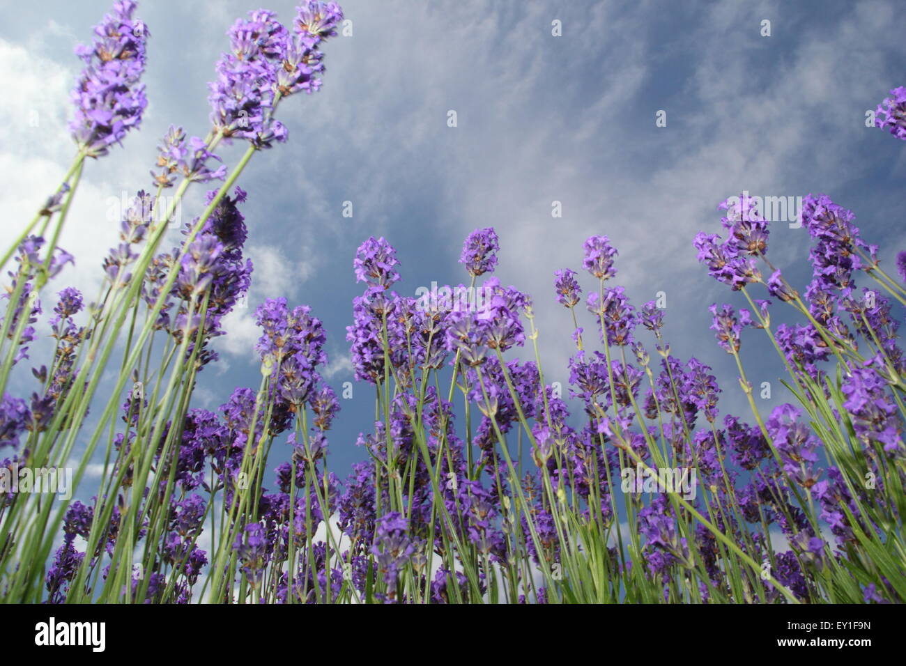 Lavender border Banque de photographies et d’images à haute résolution ...