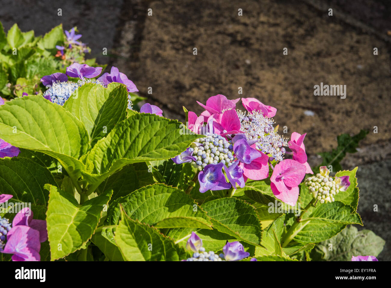 La belle plante Hydrangea macrophylla, Teller Photo Stock - Alamy
