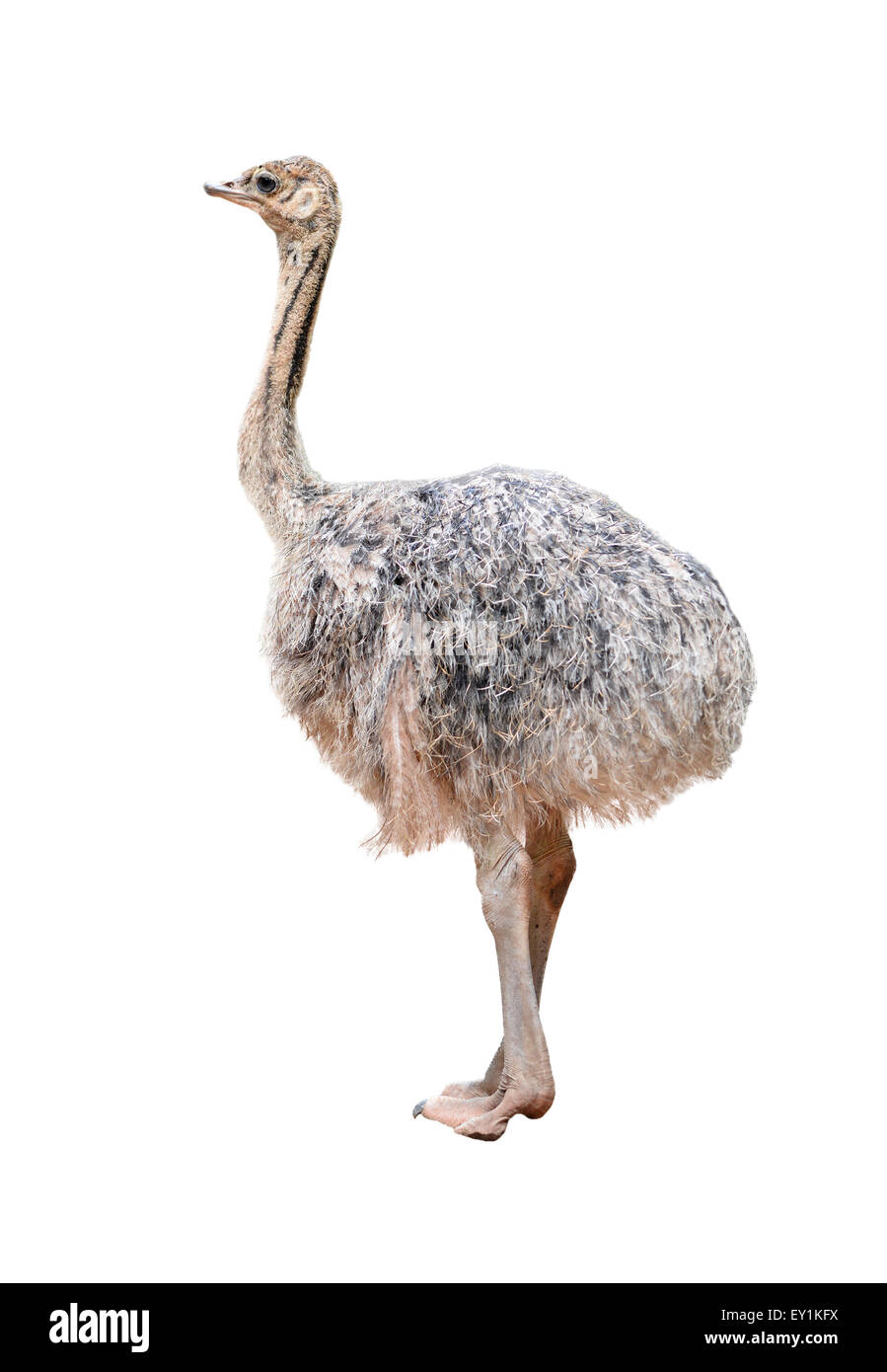 Un bébé autruche Banque de photographies et d’images à haute résolution ...