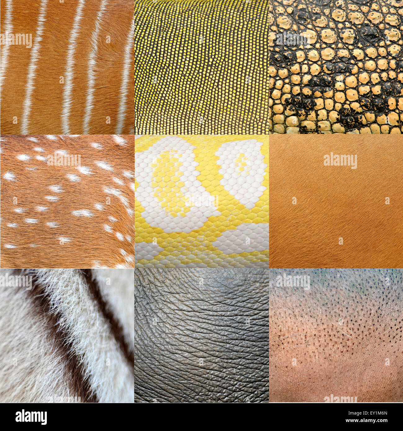 Sick animal skin Banque de photographies et d’images à haute résolution ...