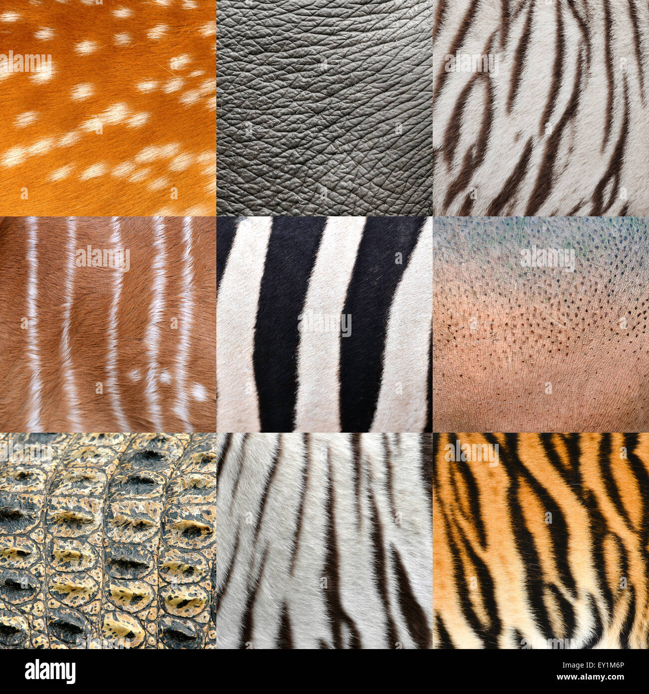 Sick animal skin Banque de photographies et d’images à haute résolution ...