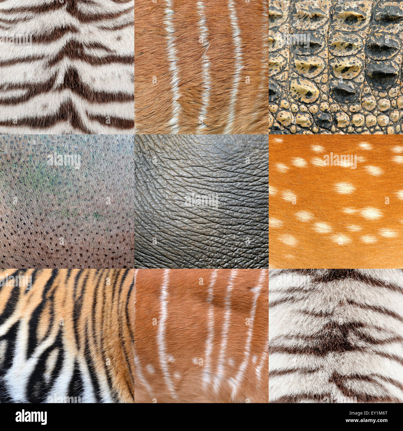 écorcher les animaux Banque de photographies et d’images à haute ...