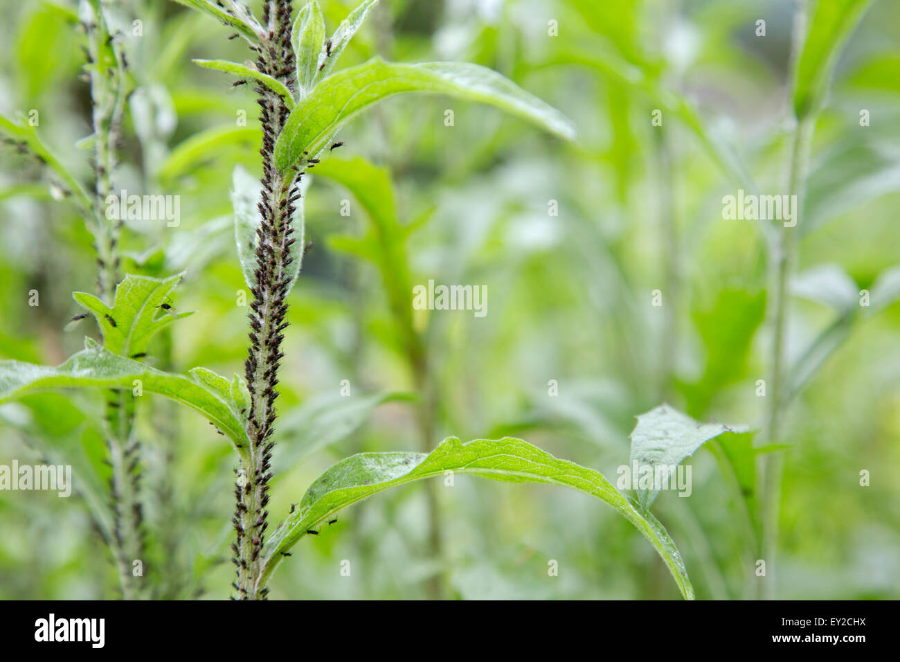 Une plante de jardin Banque de photographies et d’images à haute ...