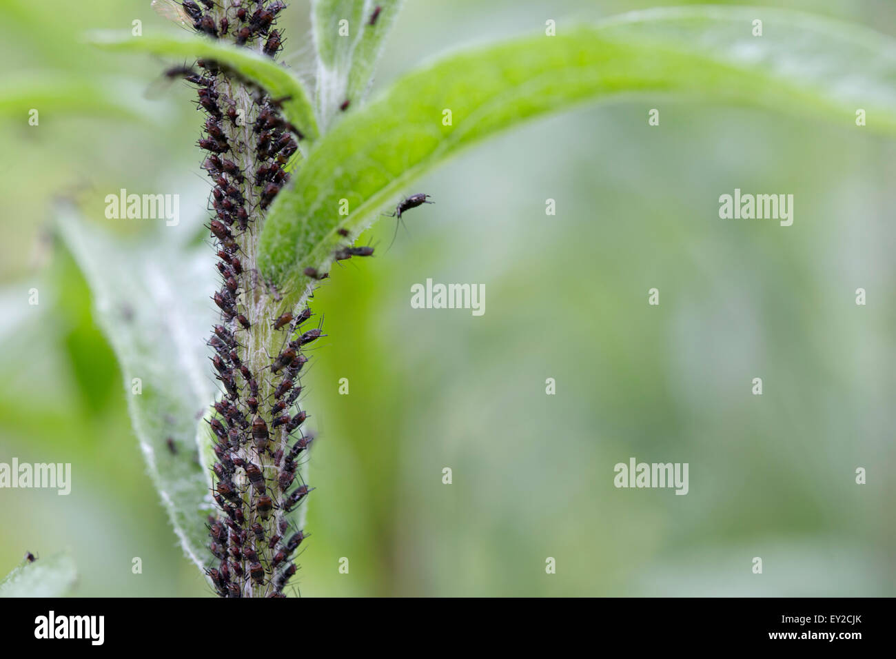 Une plante de jardin Banque de photographies et d’images à haute ...