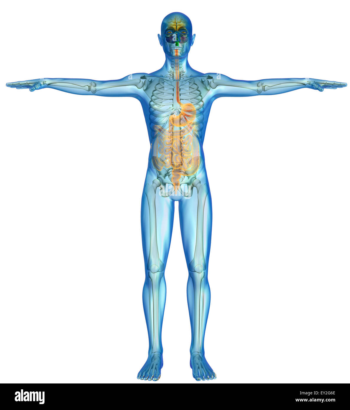 Corps humain vue sur le rayon x montre le squelette Photo Stock - Alamy