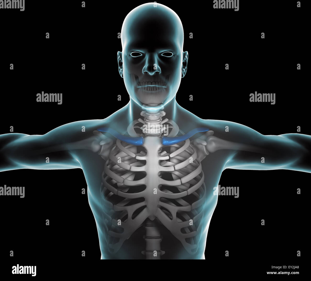X ray du corps humain et le squelette Photo Stock - Alamy