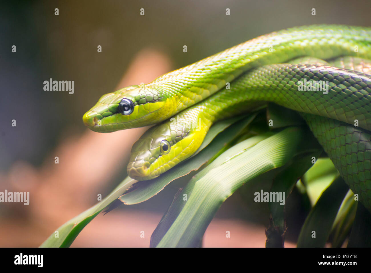 Accouplement de serpents Banque de photographies et d’images à haute ...