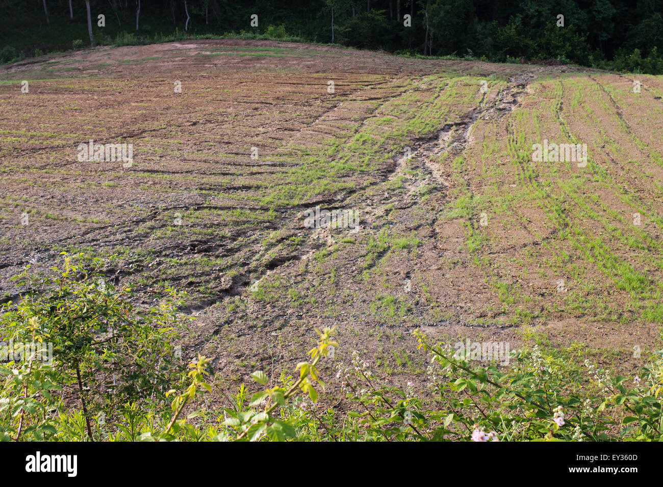 L'érosion du sol sur un champ cultivé après douche lourde Photo Stock ...