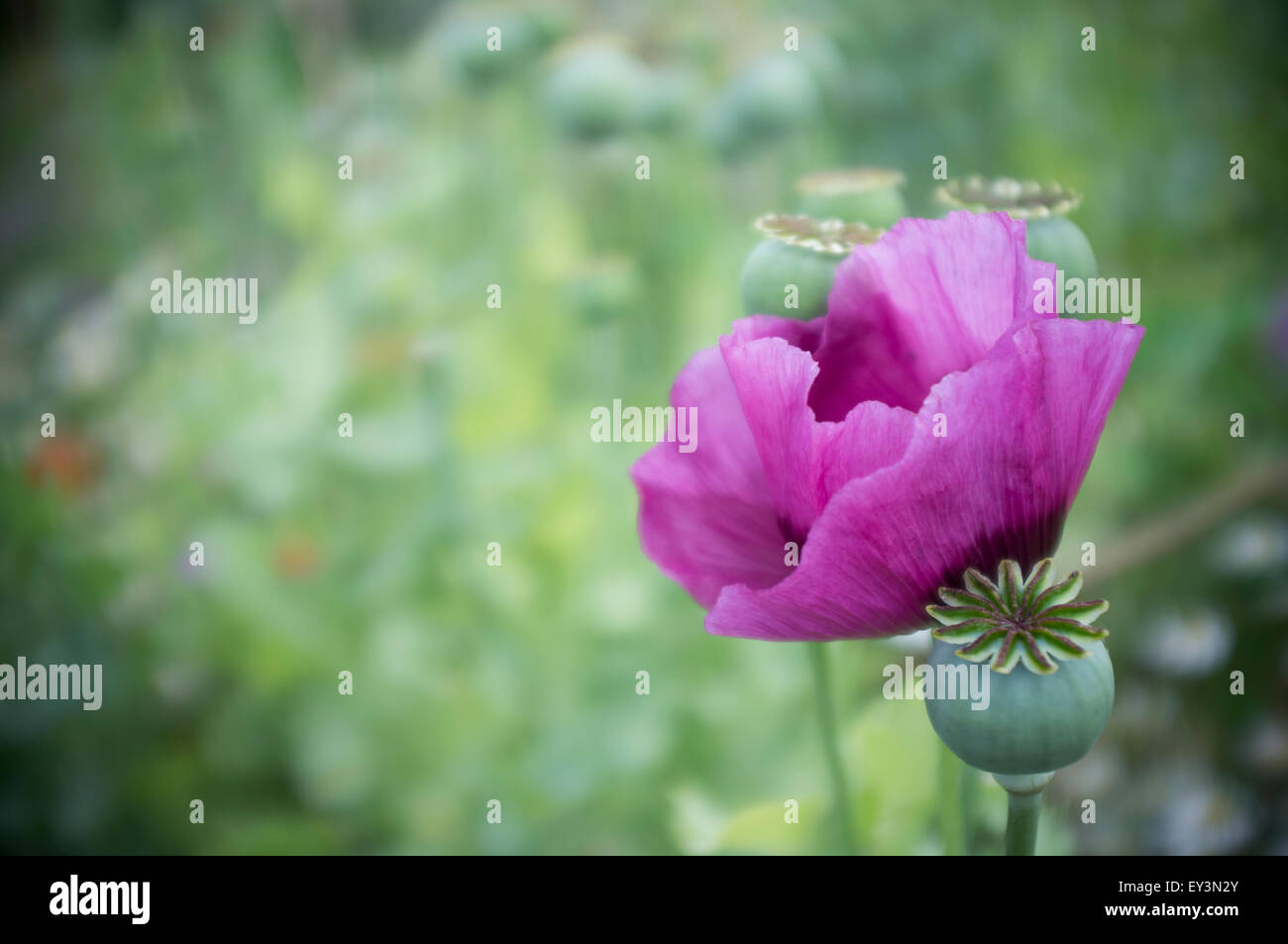 Grande mauve Banque de photographies et d’images à haute résolution - Alamy