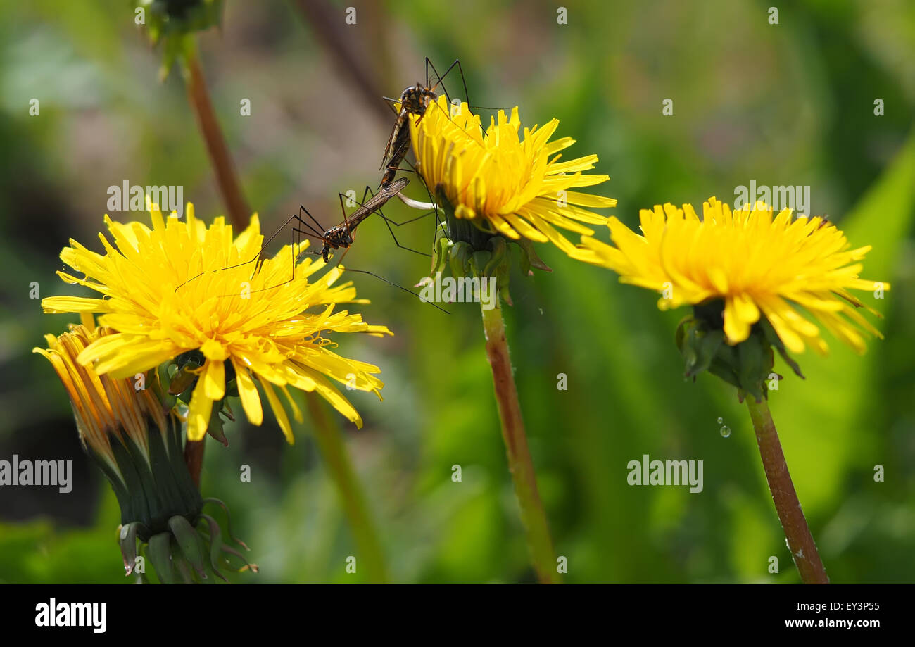 Moustique sur fleur vert naturel Banque de photographies et d’images à ...