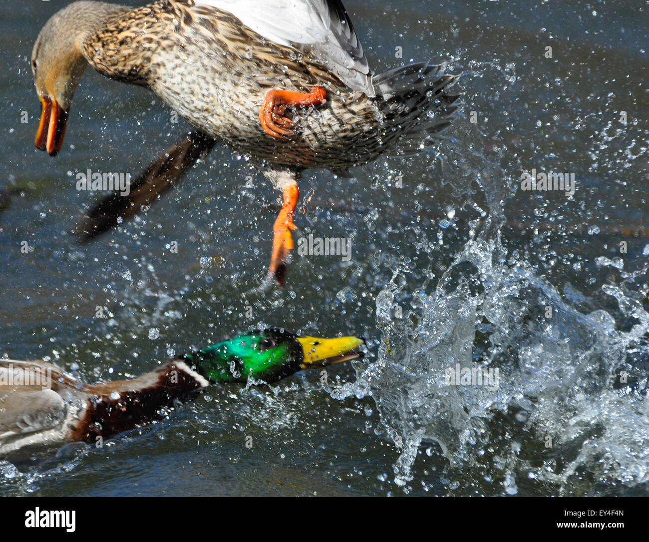 Accouplement de poule et de canard Banque de photographies et d’images ...