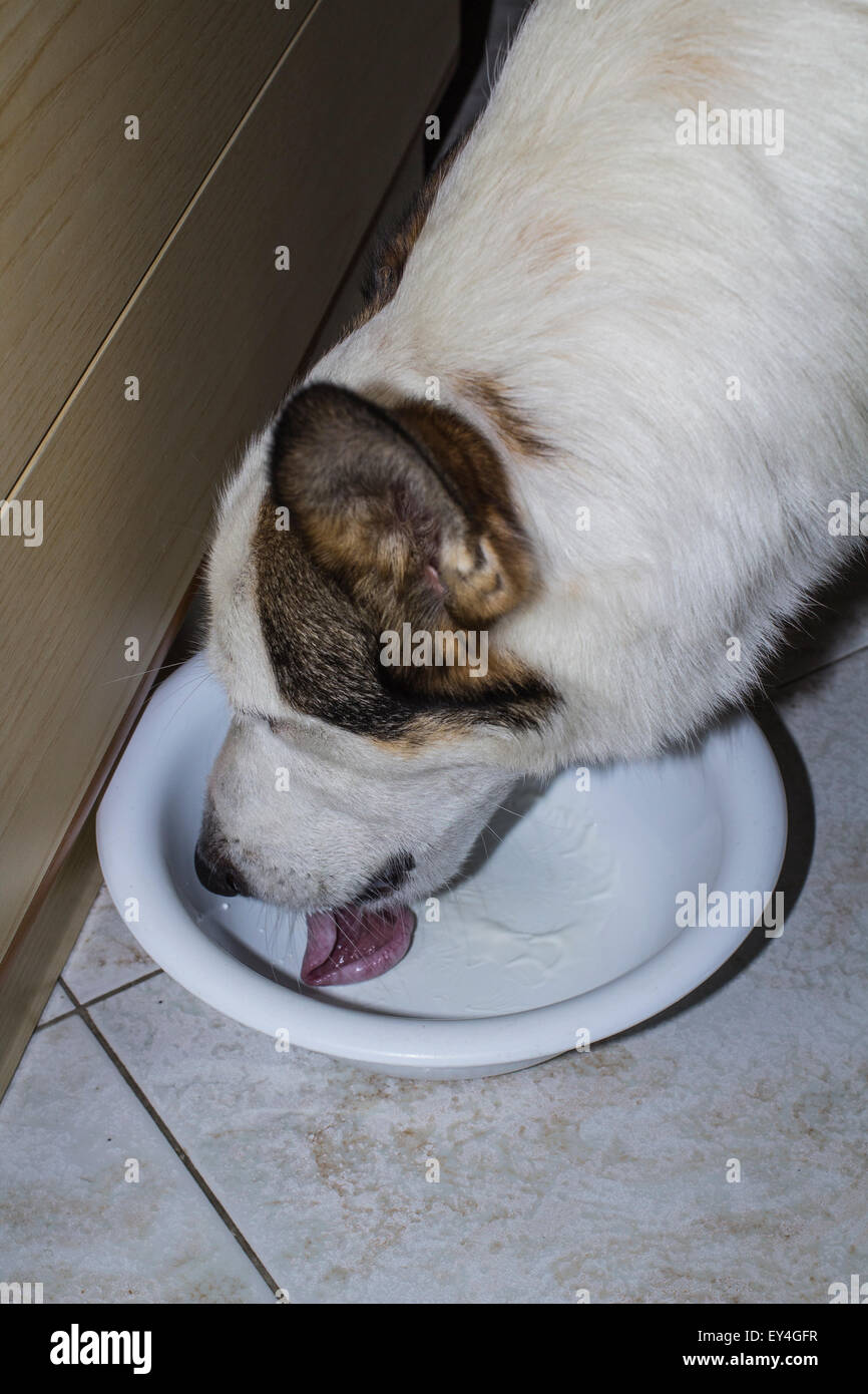 Chien manger Banque de photographies et d’images à haute résolution - Alamy