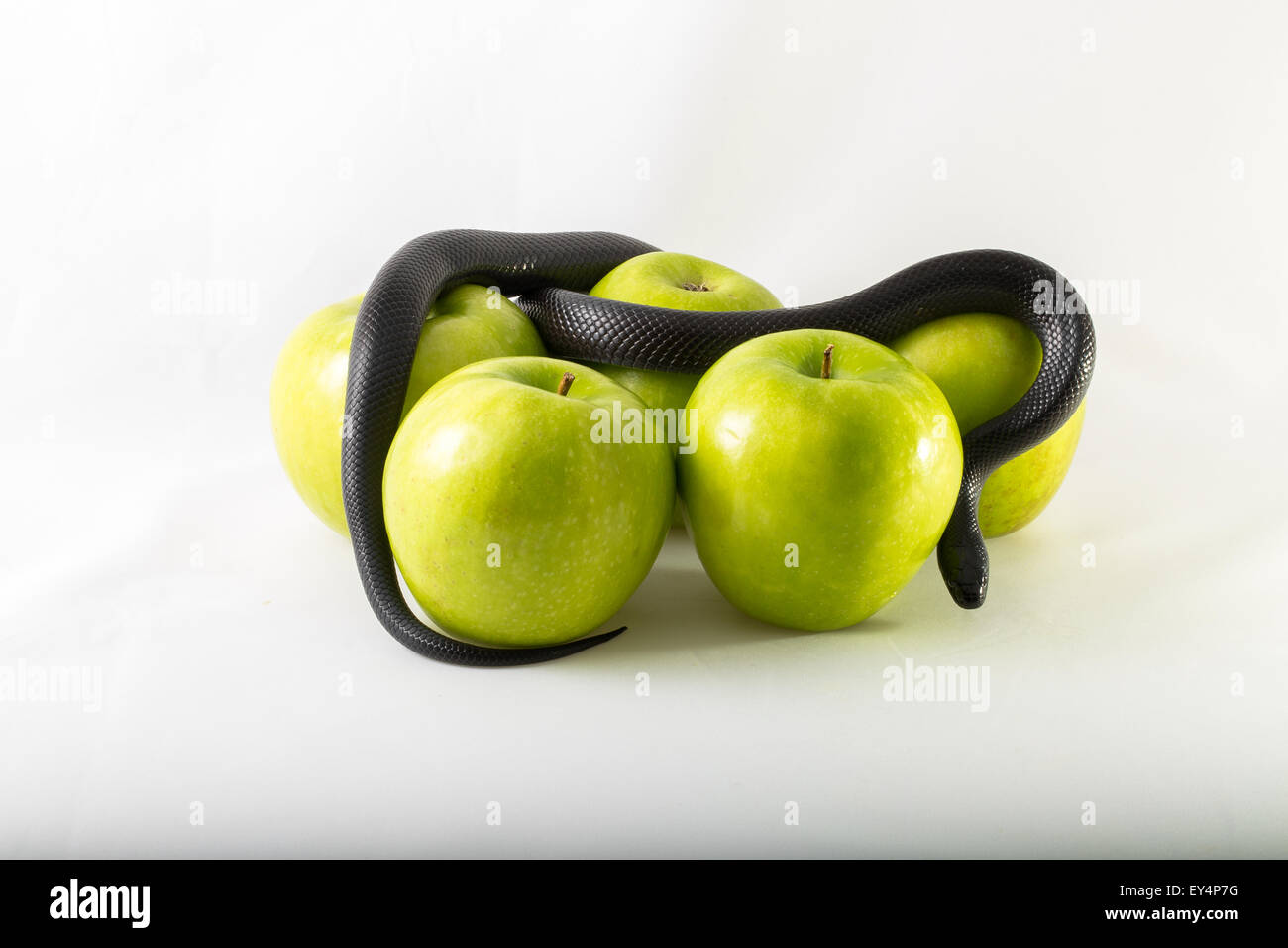 Snake apple Banque de photographies et d’images à haute résolution - Alamy