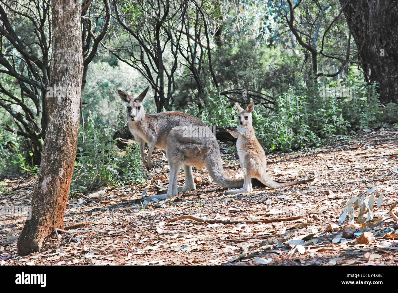 Kangourous gris de l'est macropus giganteus Banque de photographies et ...