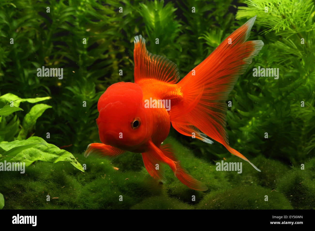 Poisson Rouge Oranda Banque d'image et photos - Alamy