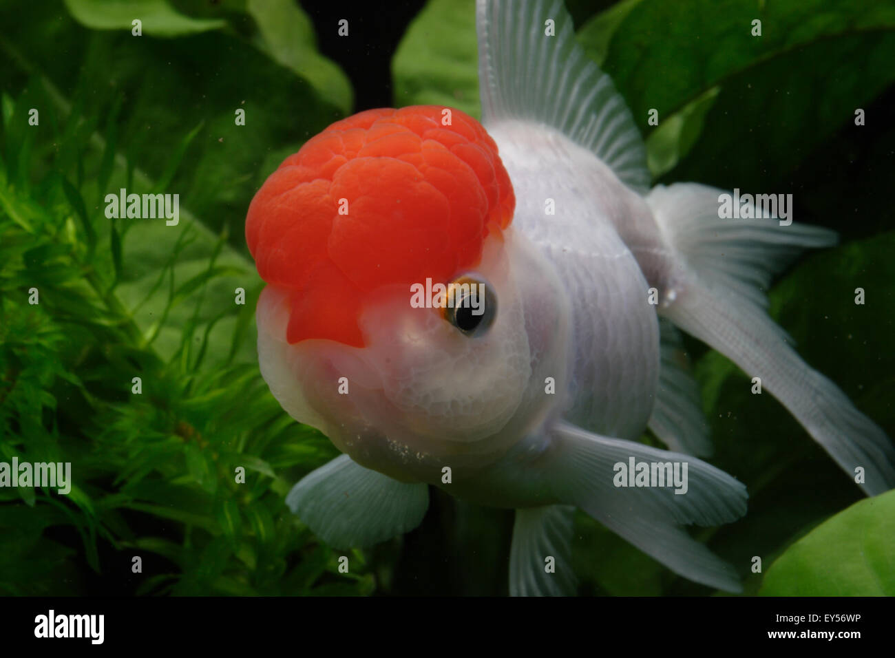 Oranda red cap Banque de photographies et d’images à haute résolution ...