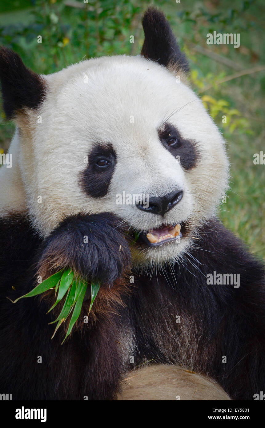 Grand panda eating bamboo - Zoo Parc de Beauval France Photo Stock - Alamy