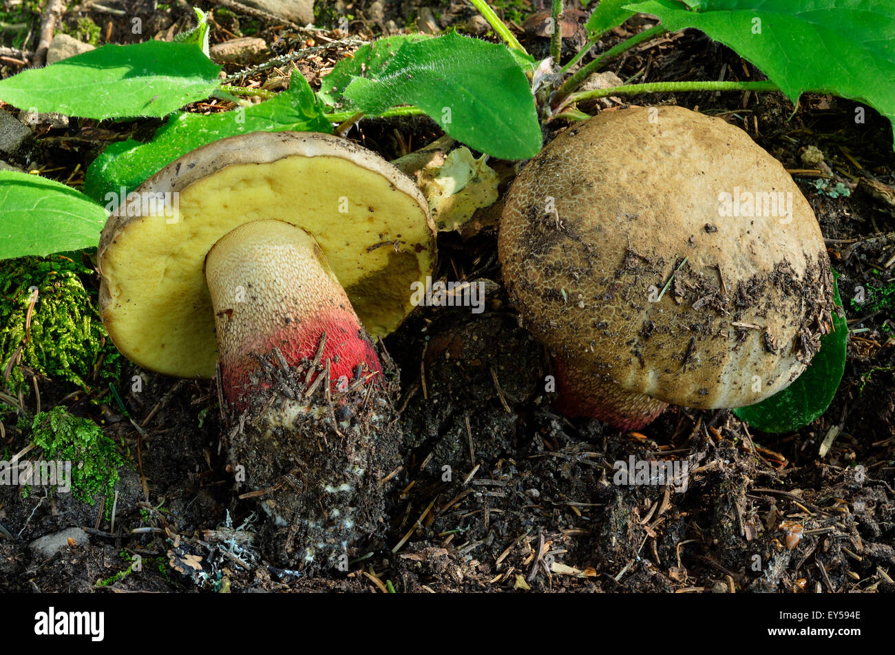 Bolet amer Banque de photographies et d’images à haute résolution - Alamy