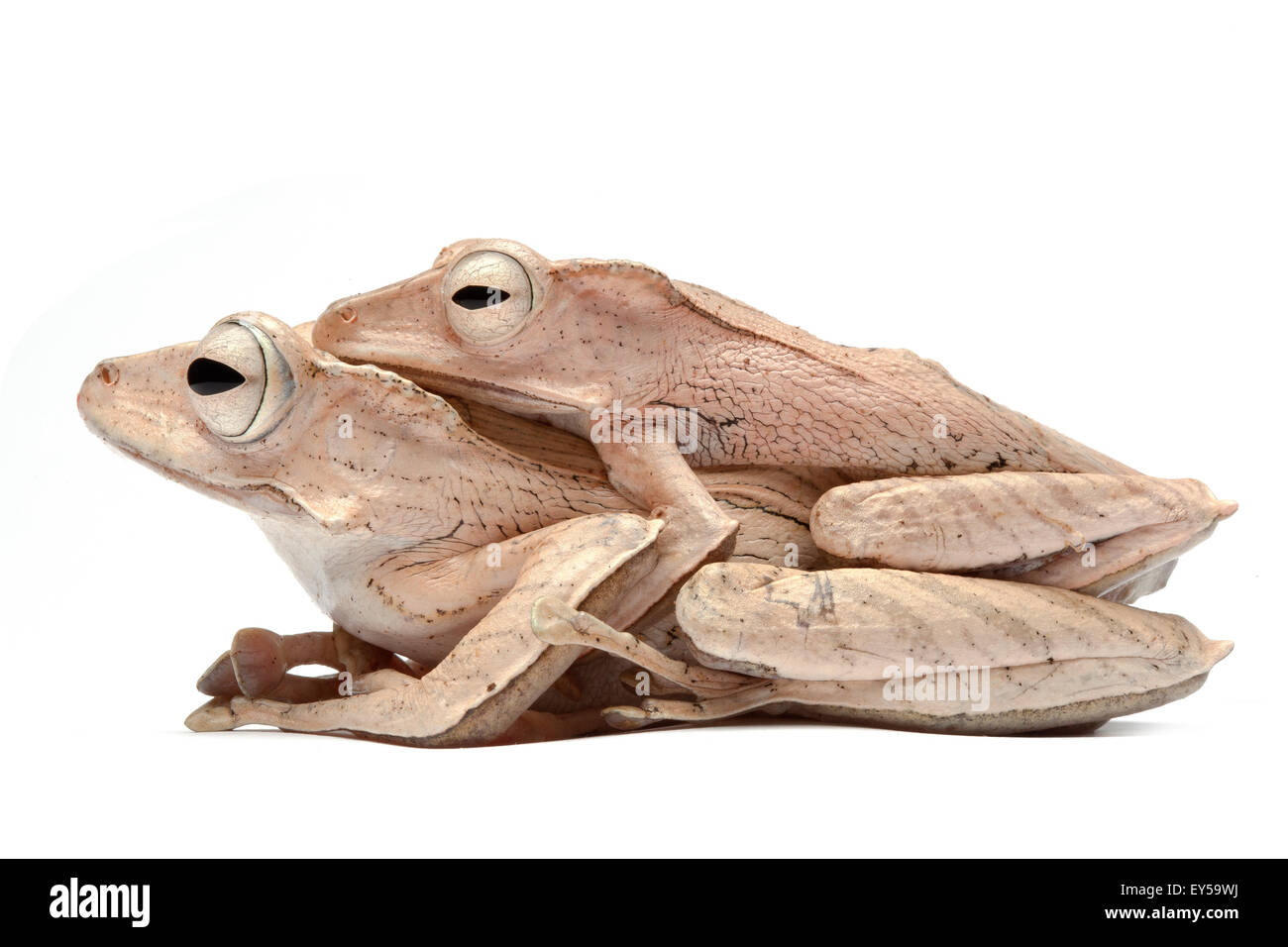Grenouille arboricole polypedates otilophus Banque de photographies et ...