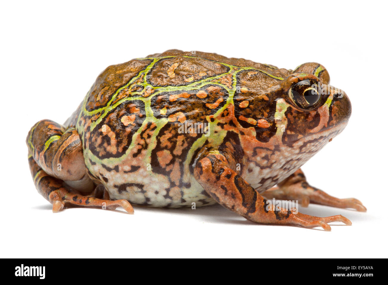 Madagascar La pluie grenouille sur fond blanc originaire de Madagascar ...