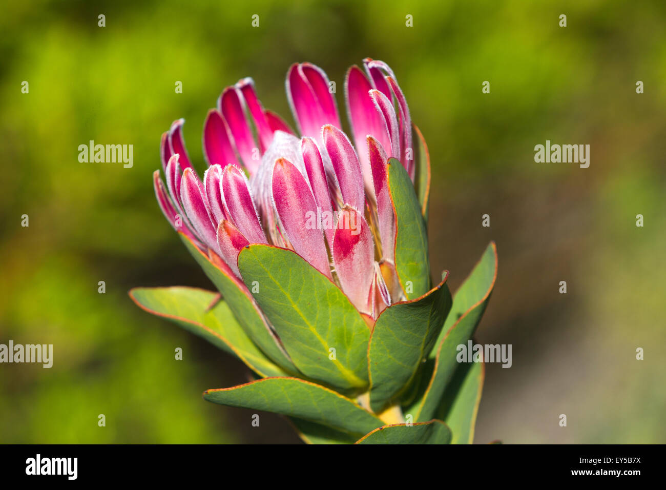 Protea flower Banque de photographies et d’images à haute résolution ...