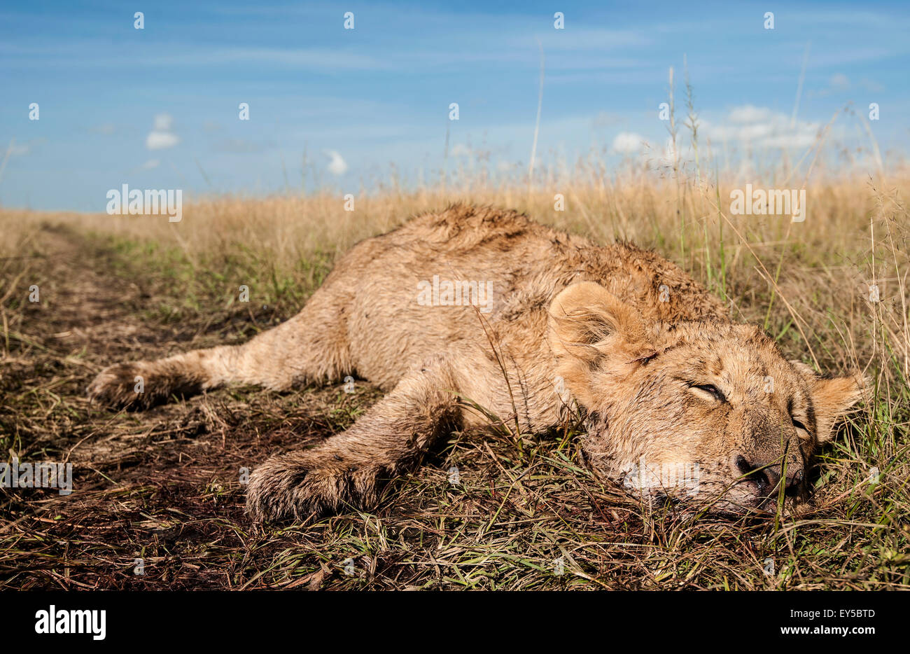 Lion mort cub dans la savane - Afrique de l'Est Photo Stock - Alamy