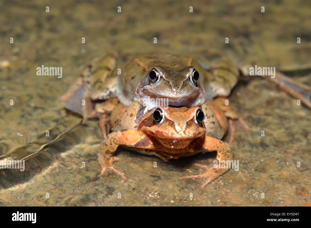 Frogs mating Banque de photographies et d’images à haute résolution - Alamy