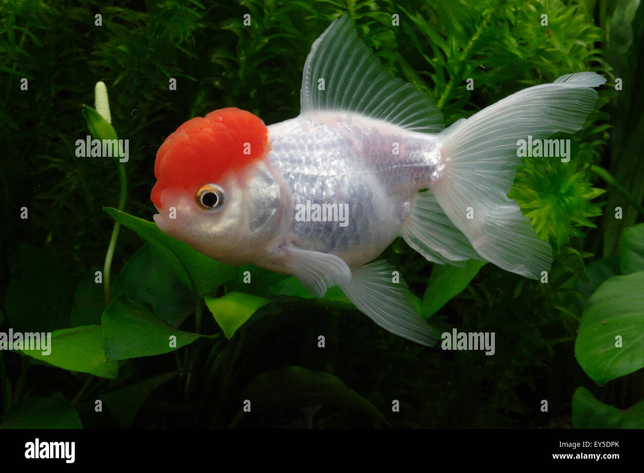 Oranda red cap Banque de photographies et d’images à haute résolution ...