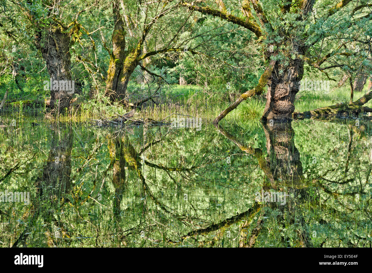 Réflexion sur le lac de Bret printemps - Bugey France lac temporaire ...