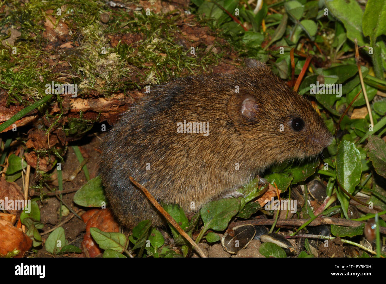 Campagnol commun Banque de photographies et d’images à haute résolution ...