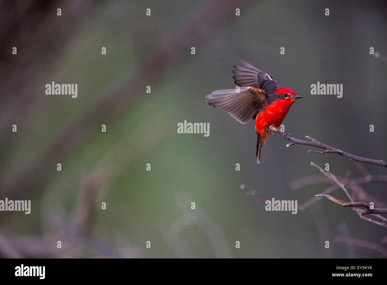 Moucherolle Vermillon - désert de Nazca Pérou San Pantalea Photo Stock ...