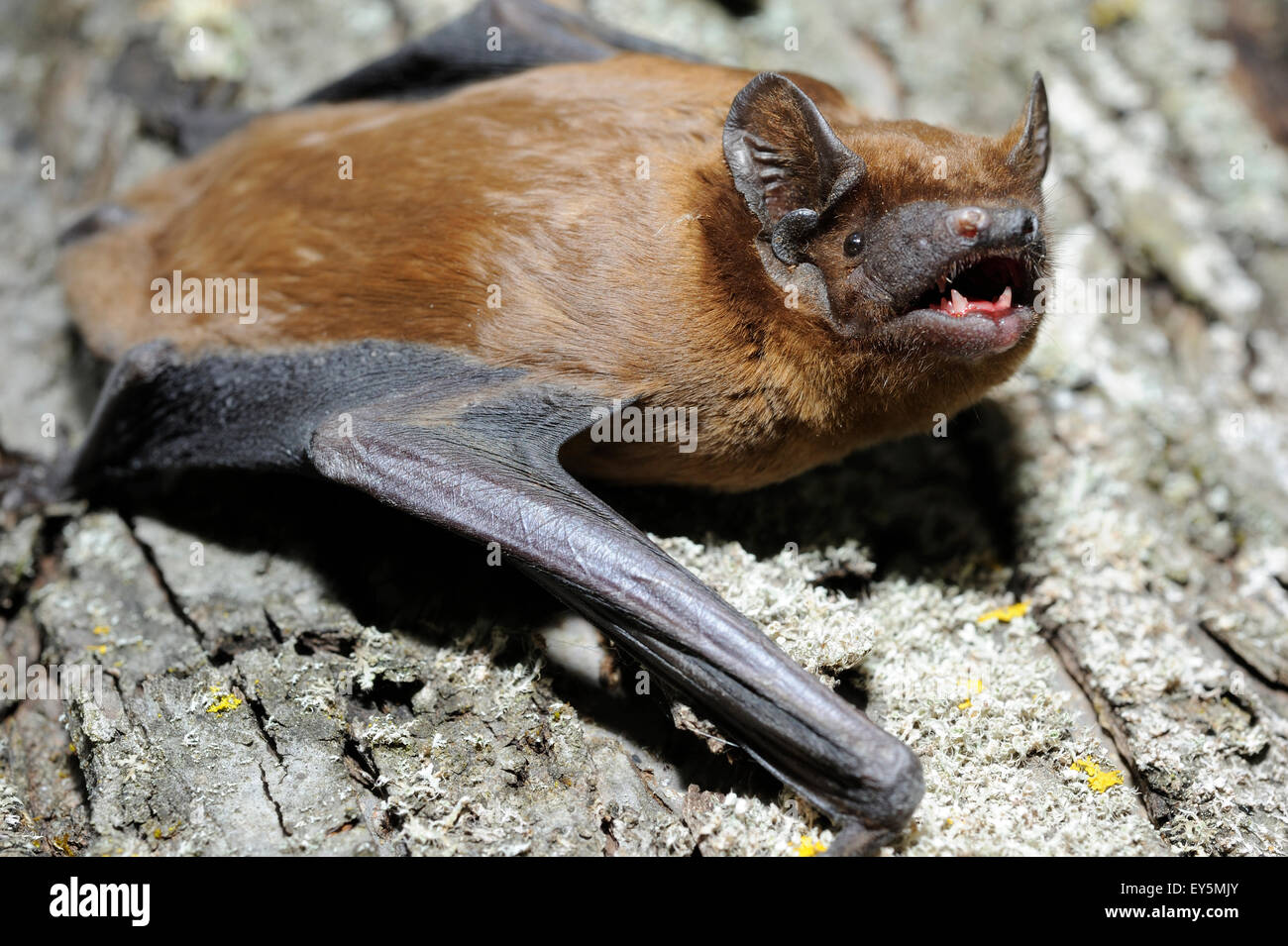 Noctule nyctalus noctula Banque de photographies et d’images à haute ...