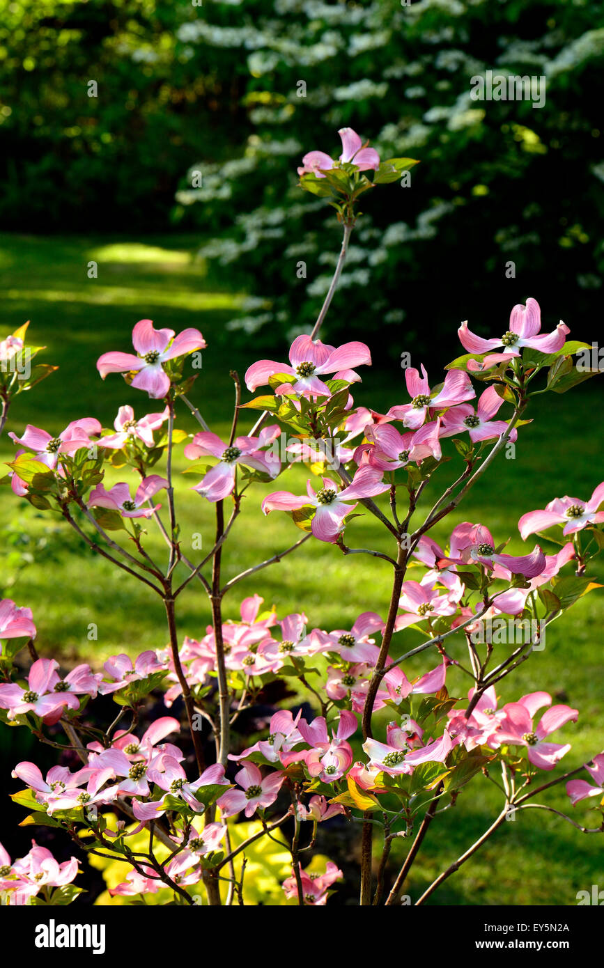 Cornus florida cherokee chief Banque de photographies et d’images à ...