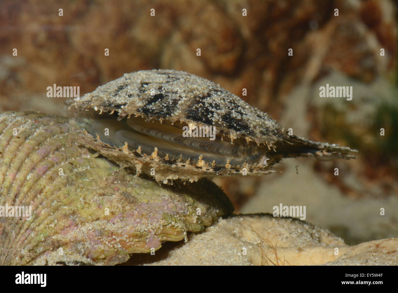 Huître perlière Banque de photographies et d’images à haute résolution ...