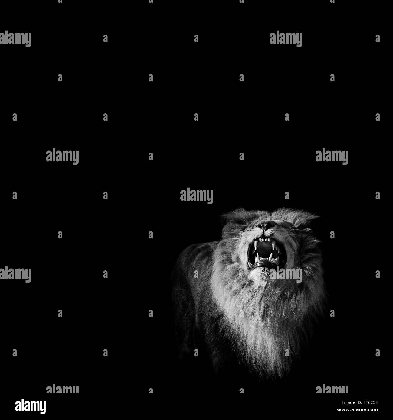 Lion rugissant Banque de photographies et d’images à haute résolution ...