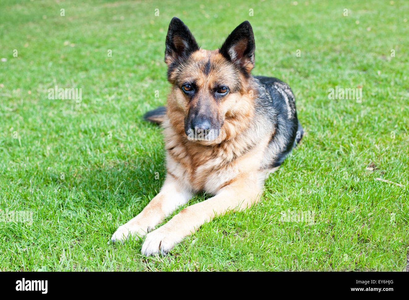 Shepard dog Banque de photographies et d’images à haute résolution - Alamy