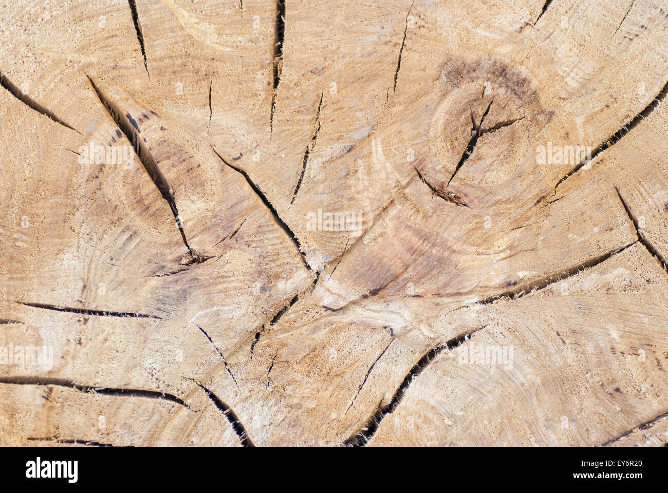 Texture de tronc d'arbre Banque de photographies et d’images à haute ...