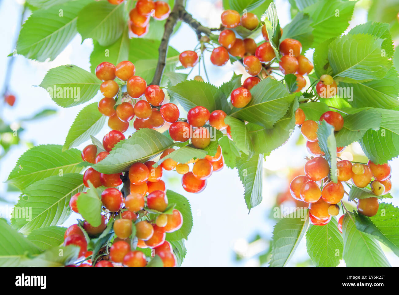 Cerises sur un arbre Banque de photographies et d’images à haute ...
